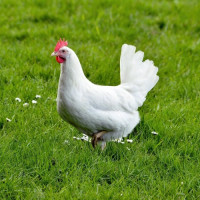 Mefka - Bresse Gauloise Blueeggs Türken Sussex Ligorin Bec Tavuk Yarka ...